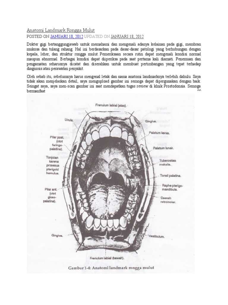 Anatomi Landmark Rongga Mulut | PDF