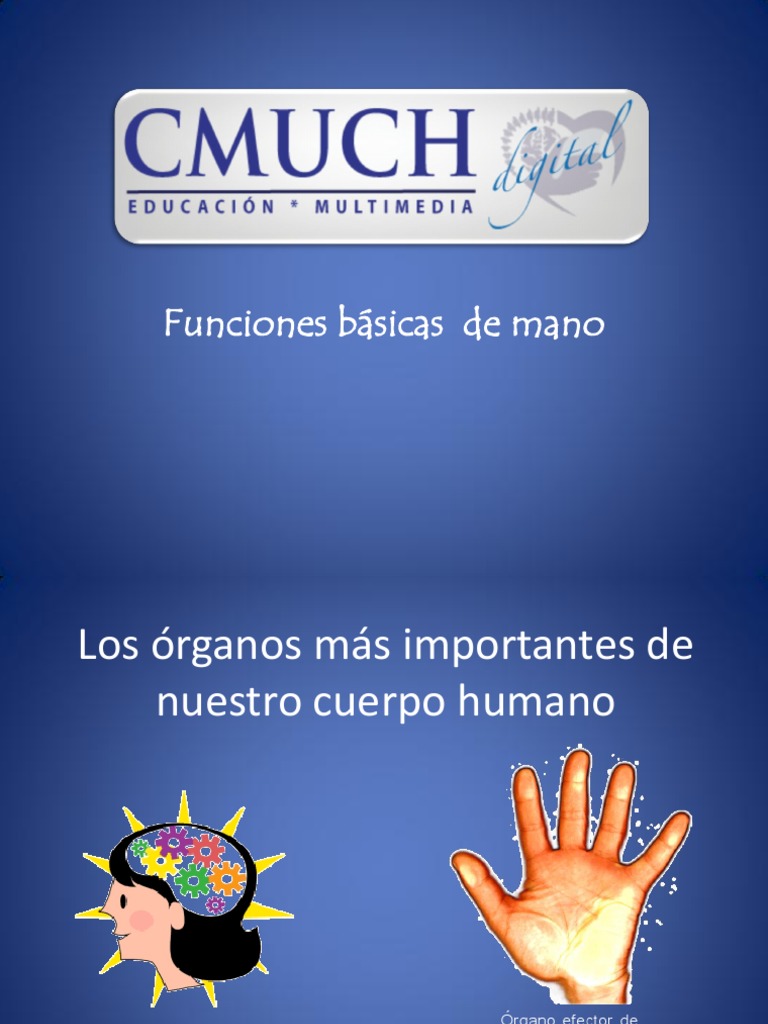 Funciones y Ejes de la Mano | PDF | Mano | Extremidades (anatomía)