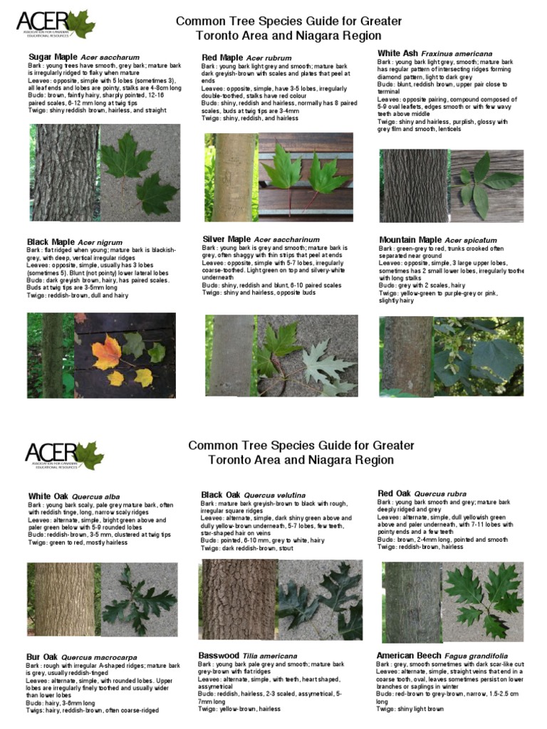 Common Tree Species Guide For Greater Toronto Area and Niagara Region ...