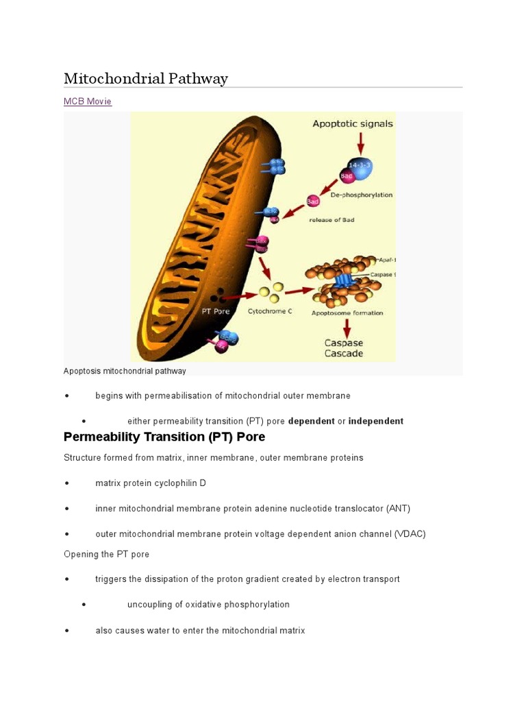 Mitochondrial Pathway: Permeability Transition (PT) Pore | PDF ...