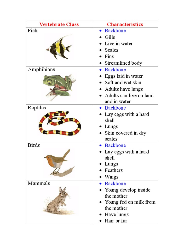 Vertebrates Characteristics 6.L.4B.1 COMMON CHARACTERISTICS OF