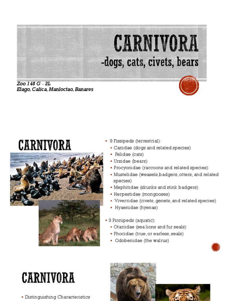 3.2 Introduction To Carnivora | PDF | Organisms | Nature