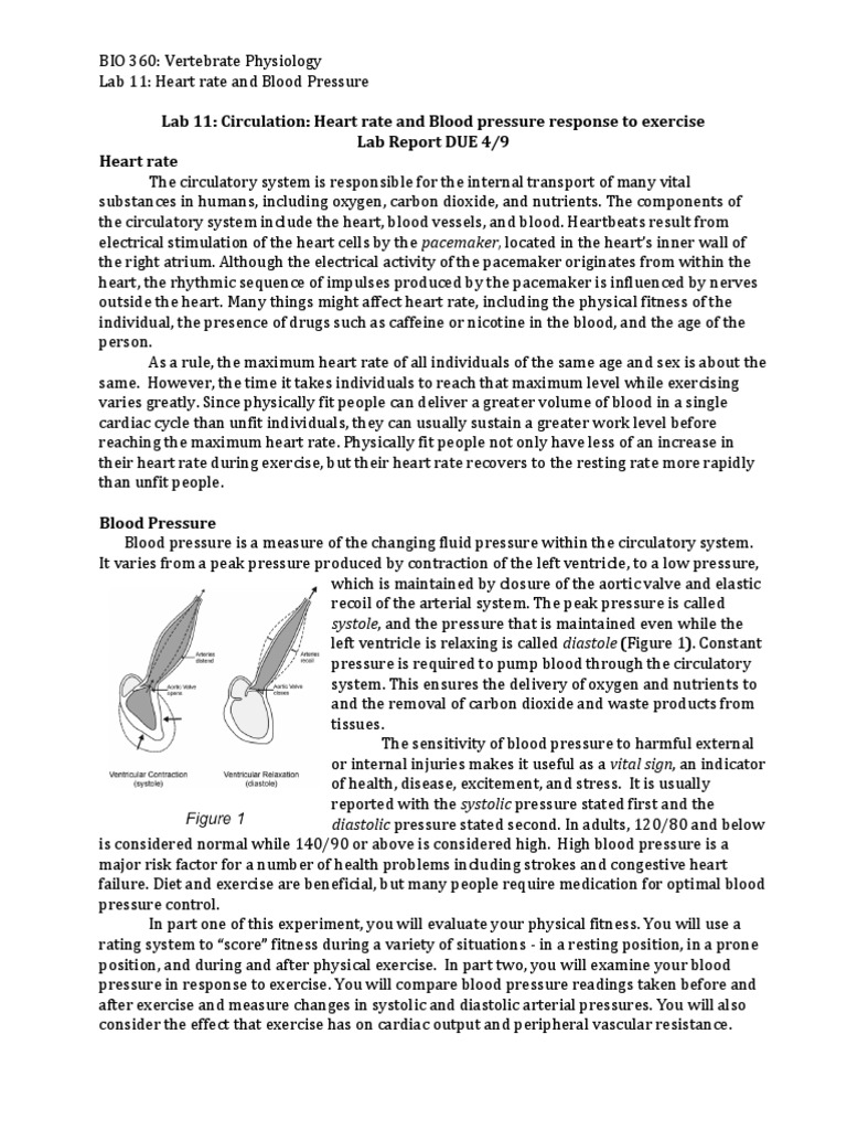 Lab 11: Circulation: Heart Rate and Blood Pressure Response To Exercise ...