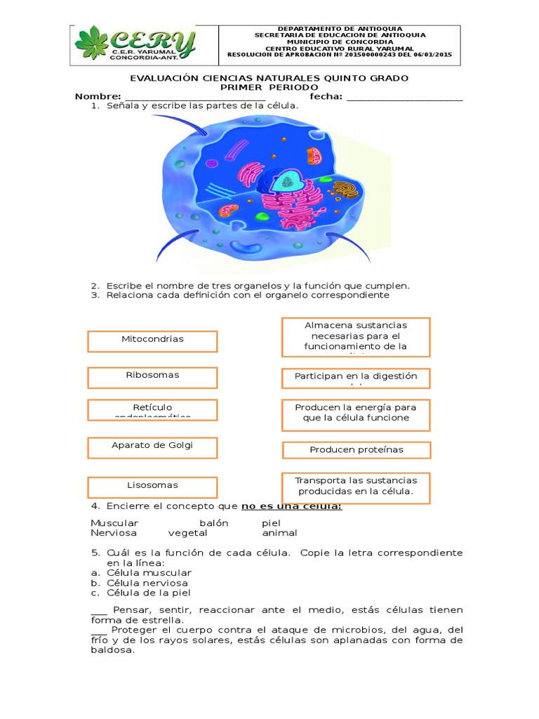 Ciencias Naturales La Celula Grado 5 | Célula (Biología) | Organismos