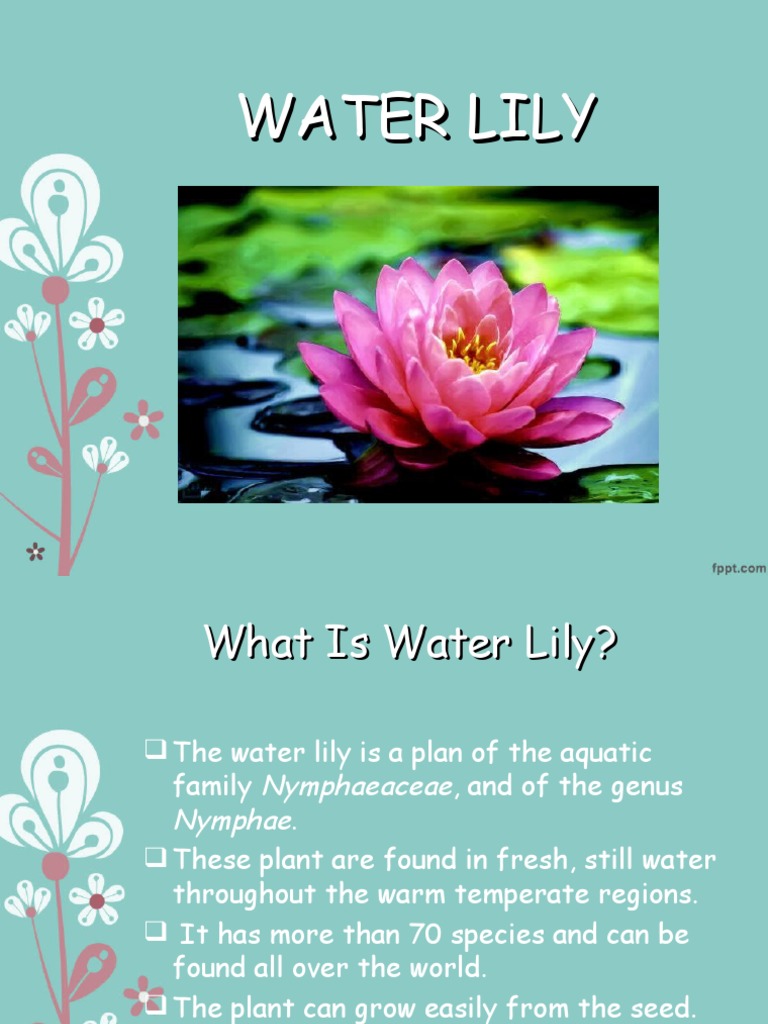 Water Lily | PDF