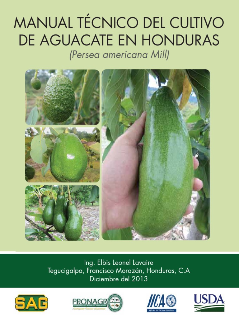 Manual Tecnico Del Cultivo de Aguacate | Aguacate | Injerto Manual Tecnico Del Cultivo de Aguacate | Aguacate | Injerto
