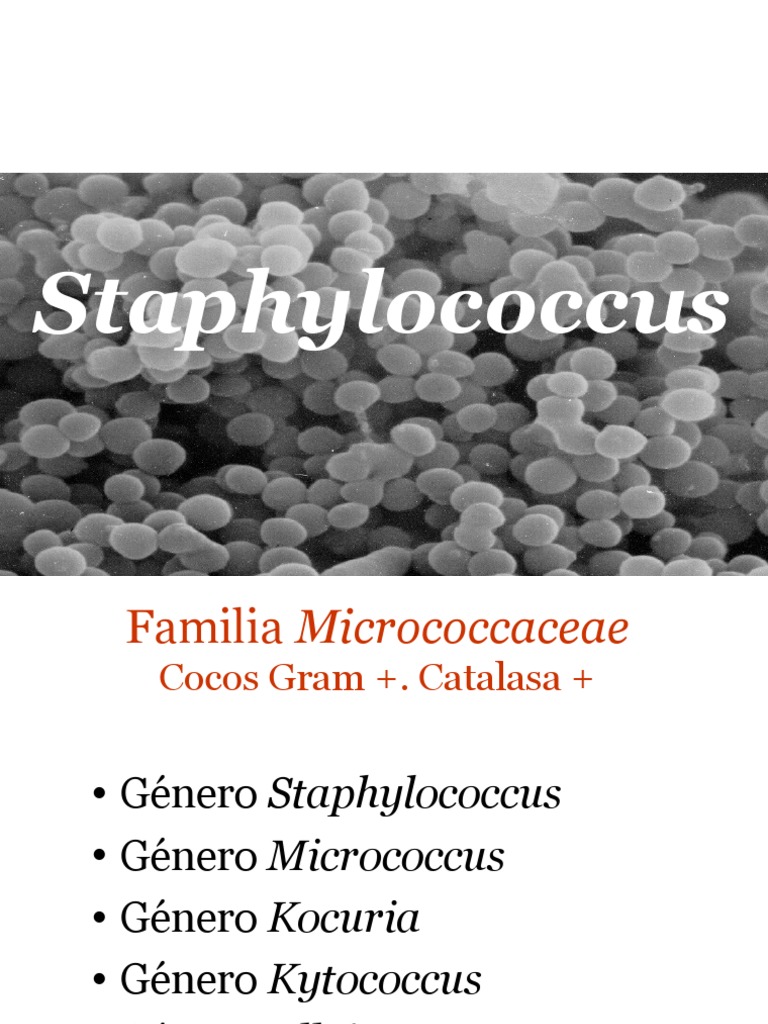 Staphylococcus SPP | PDF | Staphylococcus Aureus | Estafilococo