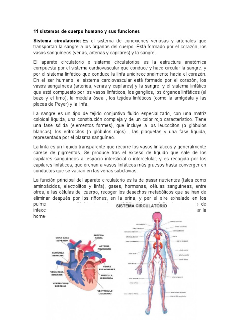Los 11 Sistemas Del Cuerpo Humano