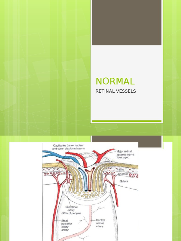 Retinal Vessels | PDF | Retina | Ophthalmology