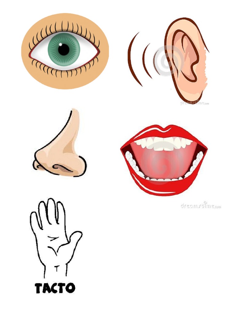 Los 5 Sentidos Animados | PDF