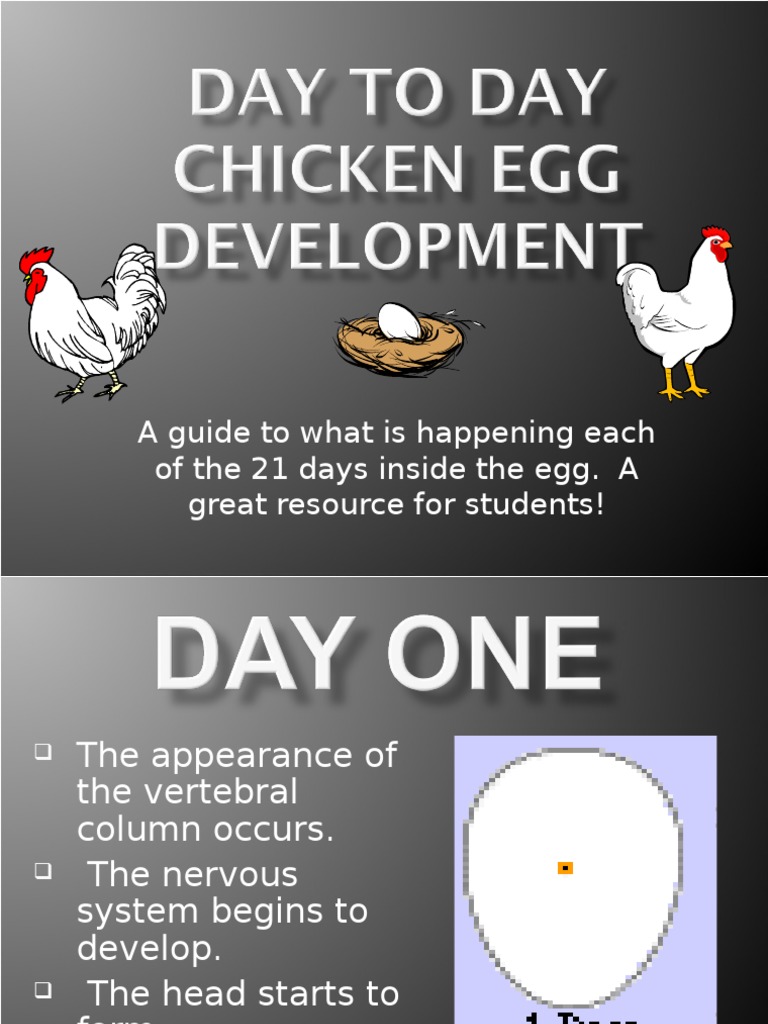 21 Days of Chicken Egg Development | PDF