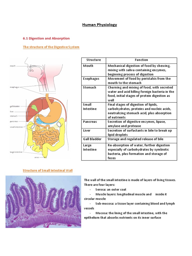 Human Physiology Notes | PDF | Heart Valve | Atrium (Heart)