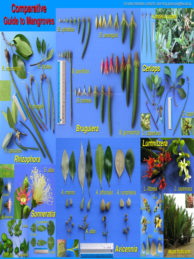 Comparative Guide to Mangrove Species | PDF | Biomes | Earth