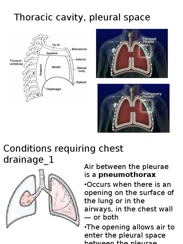 Thoracic Cavity Pleural Space | PDF | Pulmonology | Respiratory System