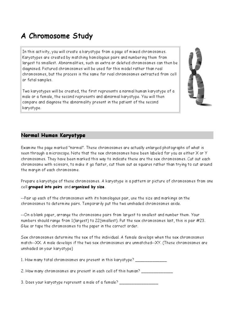 Karyotype Activity | PDF | Ploidy | Karyotype