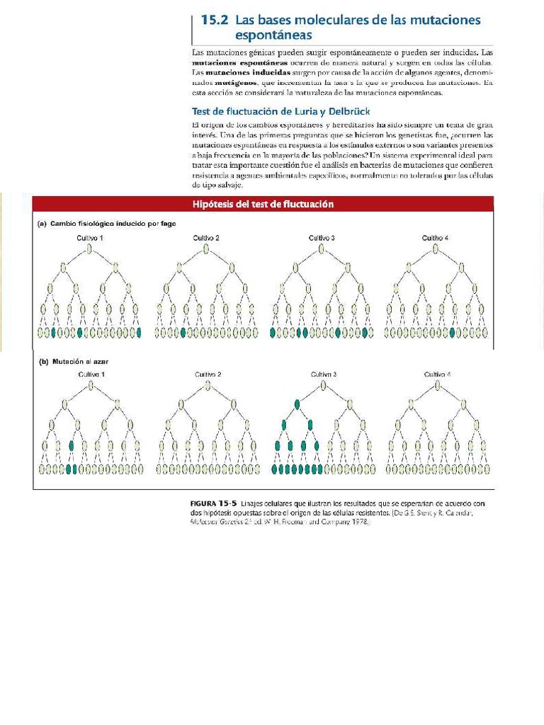 Test de La Fluctuación de Luria y Delbrück | PDF