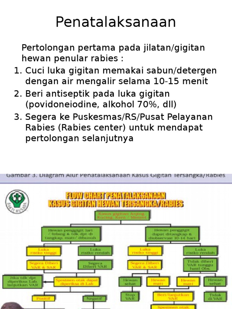 Penatalaksanaan Rabies | PDF | Pengembangan Diri | Kesehatan Holistik