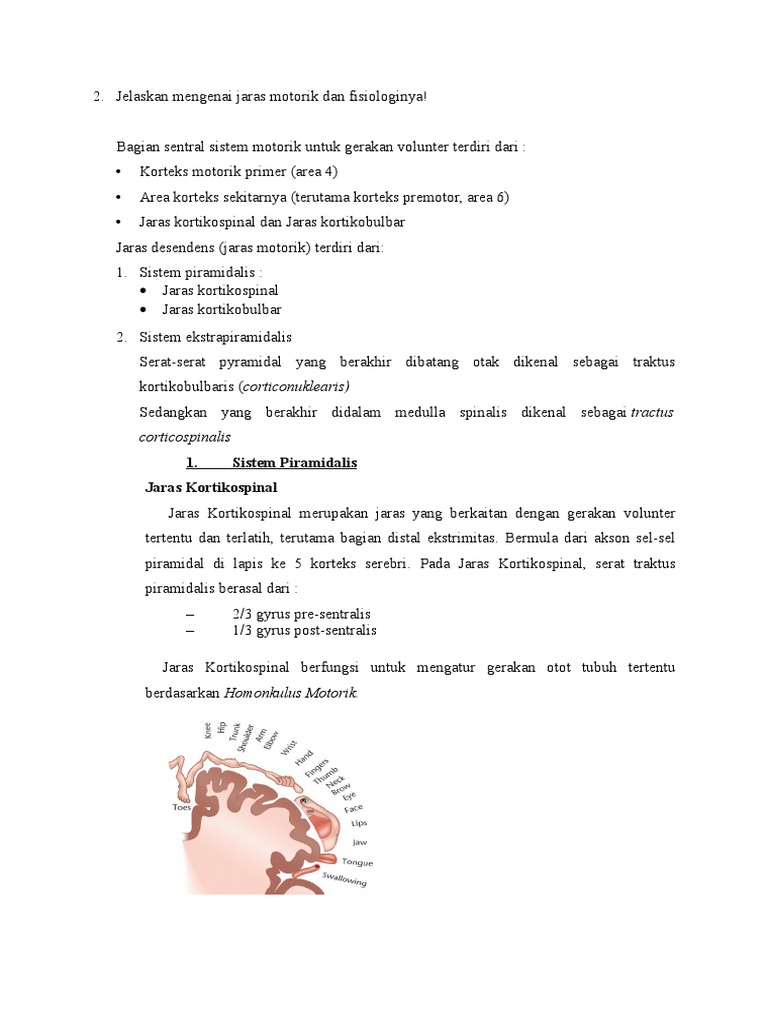 Jalur Motorik dan Fisiologi: Sistem Piramidalis dan Ekstrapiramidalis | PDF