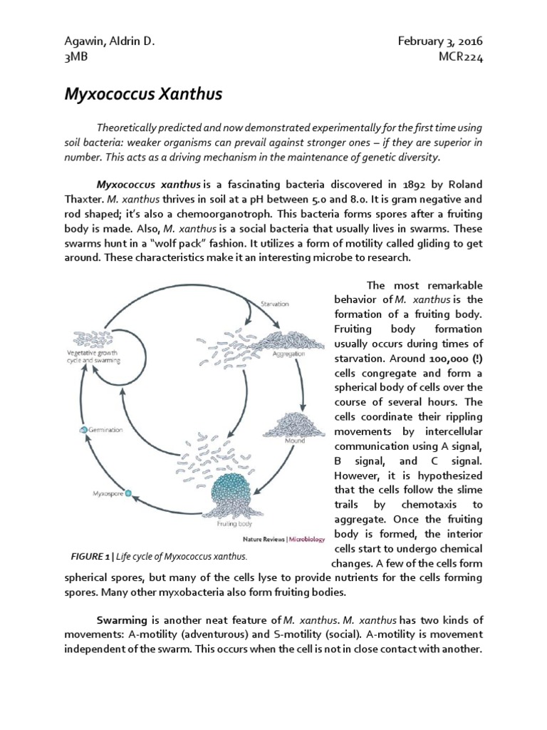 Myxococcus Xanthus: Social Bacteria Insights | PDF
