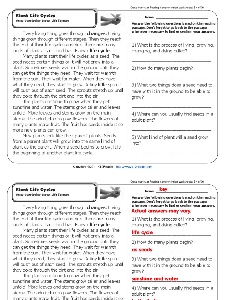 Plant Life Cycle Passage For Plant Lesson | PDF | Seed | Plants