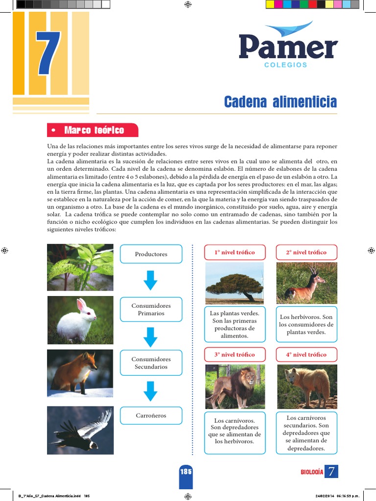B_1°Año_S7_Cadena Alimenticia | Ciencias de la tierra y de la vida ...
