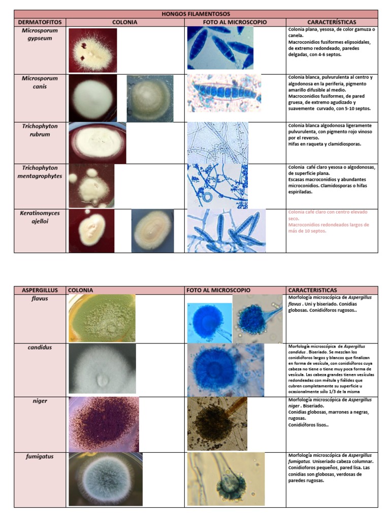 Atlas Hongos Del Laboratorio | Aspergillus | Microorganismo