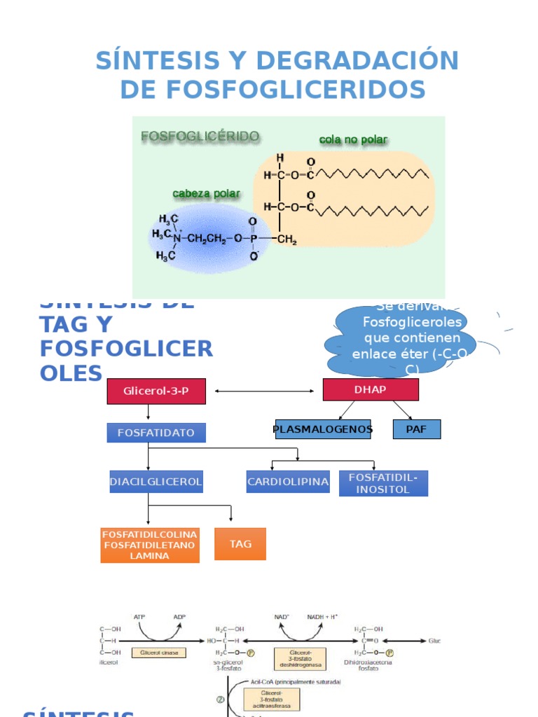 Síntesis y Degradación de Fosfogliceridos | PDF