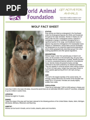 Endangered Wolves Facts