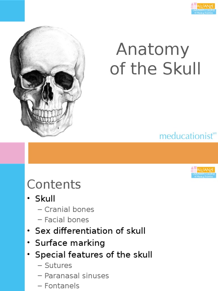 L11 - Anatomy of The Skull | PDF | Skull | Animal Anatomy