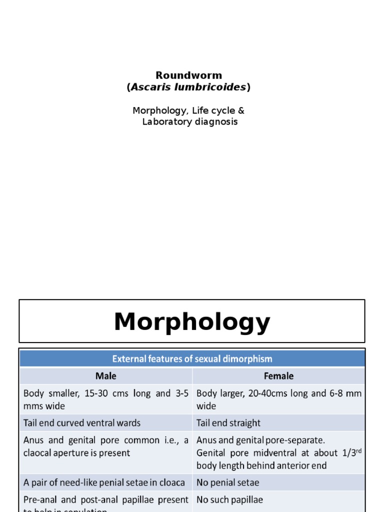 Ascaris Lumbricoides Anatomy External