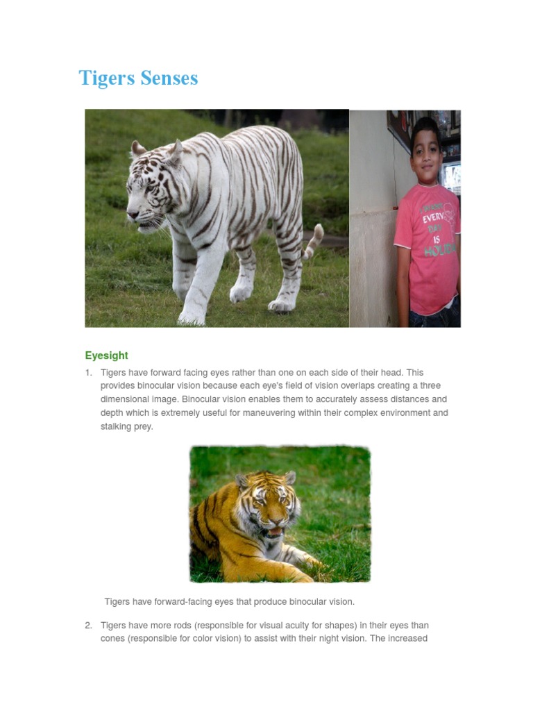 Tigers Senses | Eye | Visual Perception