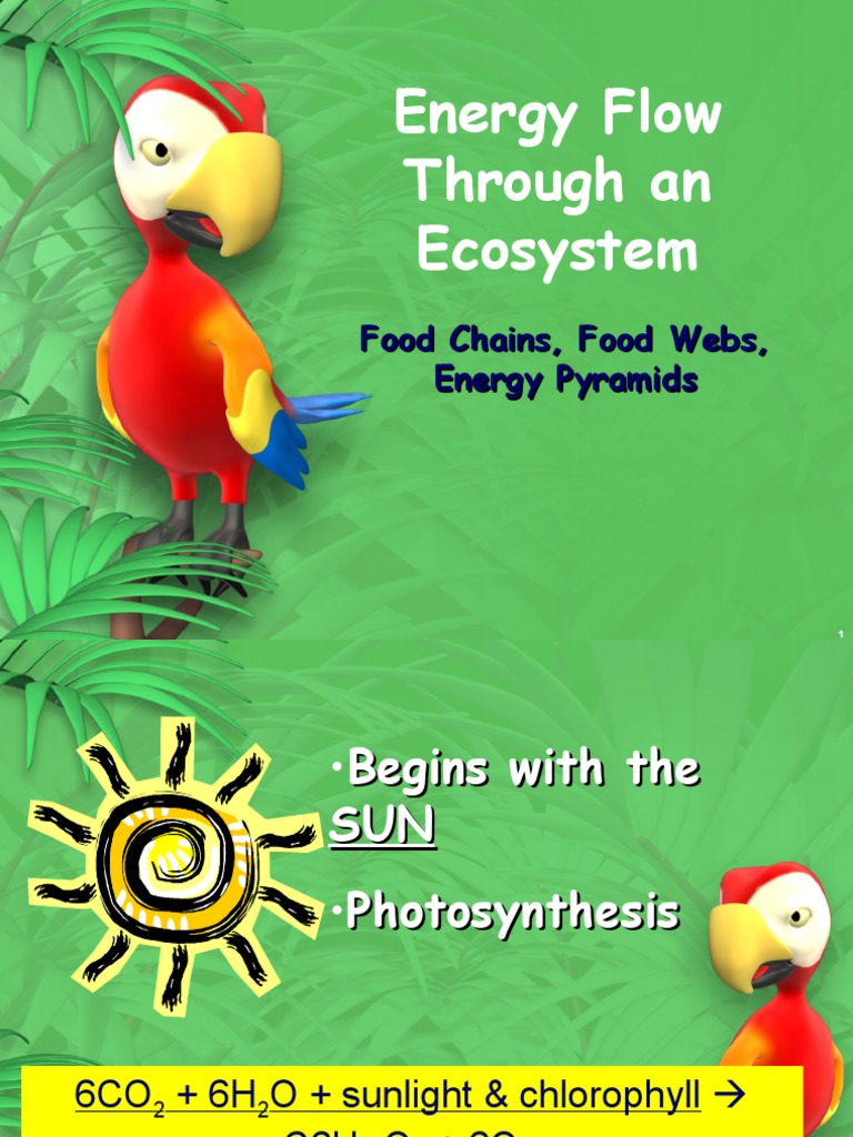 Energy Flow Through An Ecosystem Presentation | PDF | Photosynthesis ...