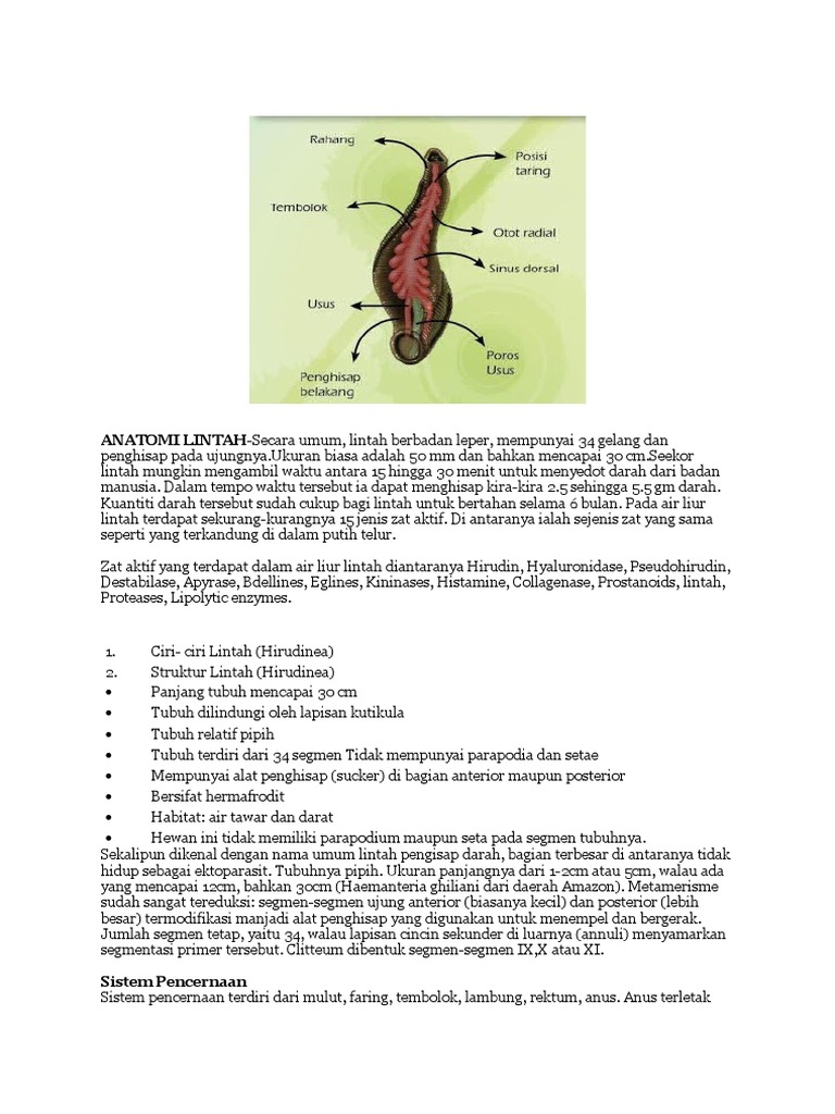 Anatomi Lintah | PDF