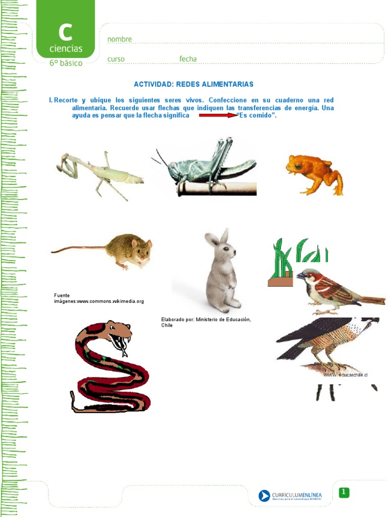 Actividad Redes Alimentarias 1 | PDF