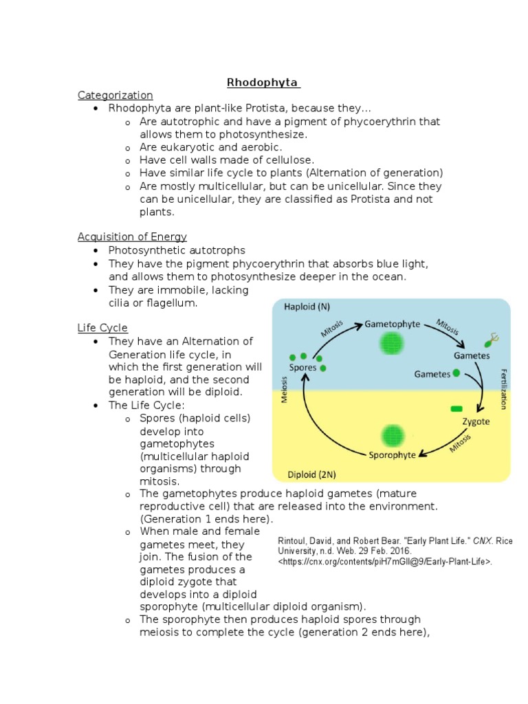 Rhodophyta Fact Sheet | PDF | Biological Interactions | Reproduction