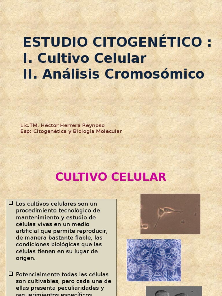 Estudio Citogenetico-Analisis Cromosomico | Citogenética | Cromosoma