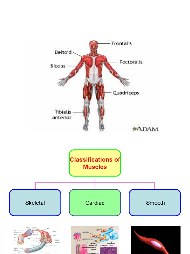 Muscle | PDF | Anatomical Terms Of Motion | Muscle Contraction