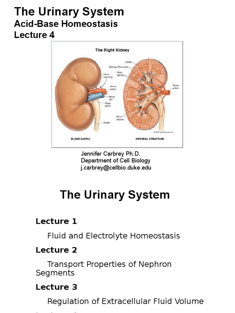 Acid-Base Homeostasis: Jennifer Carbrey Ph.D. Department of Cell ...