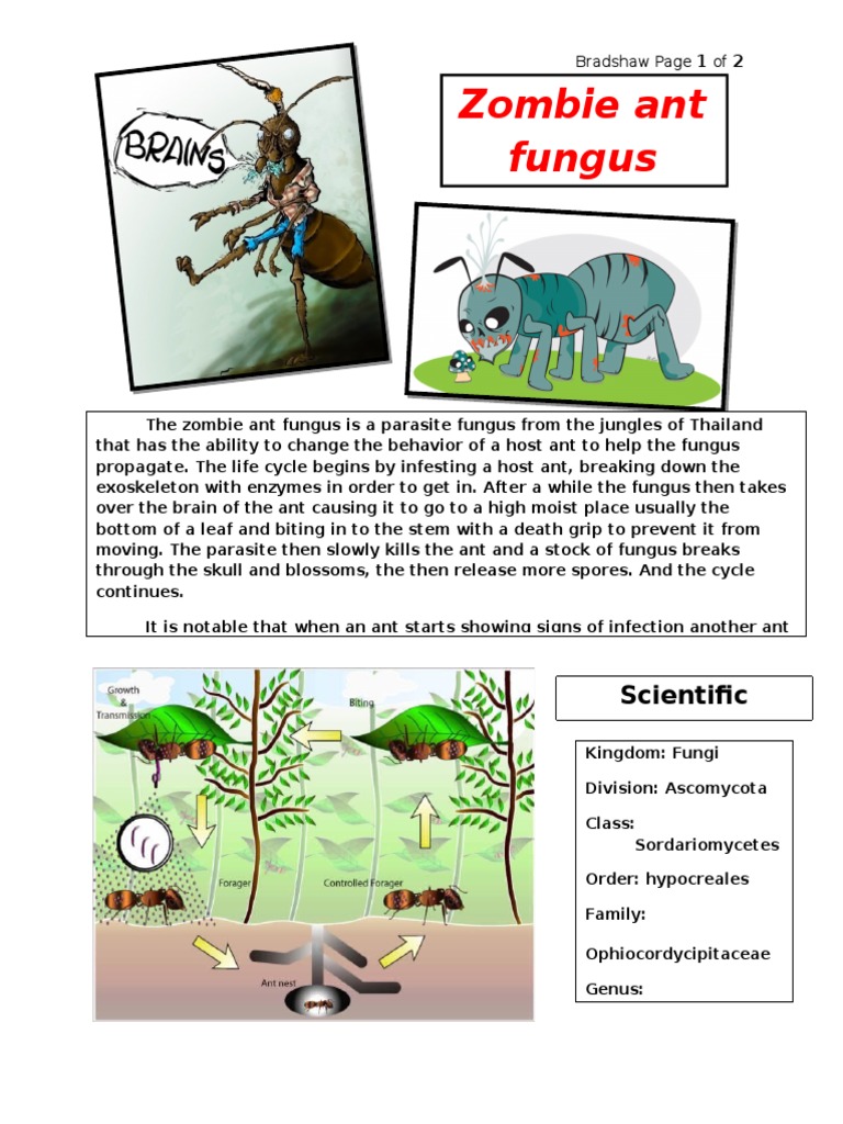 Zombie Ant Fungus: A Parasitic Tale | PDF | Home & Garden | Science ...