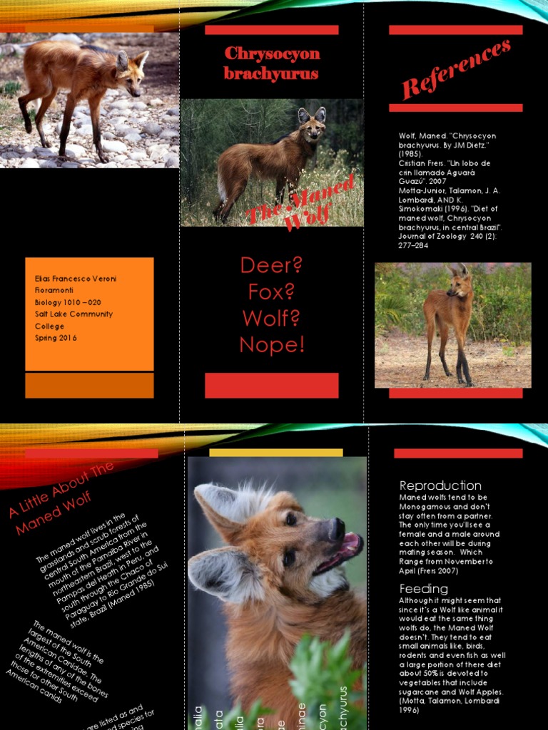 Maned Wolf: Unique Traits & Diet | PDF | Social Science | Science ...