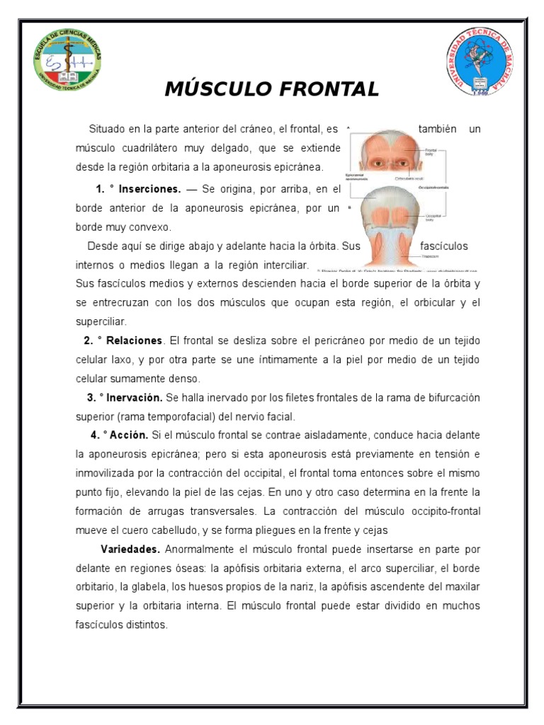 Musculo Frontal | PDF | Músculo | Sistema musculoesquelético