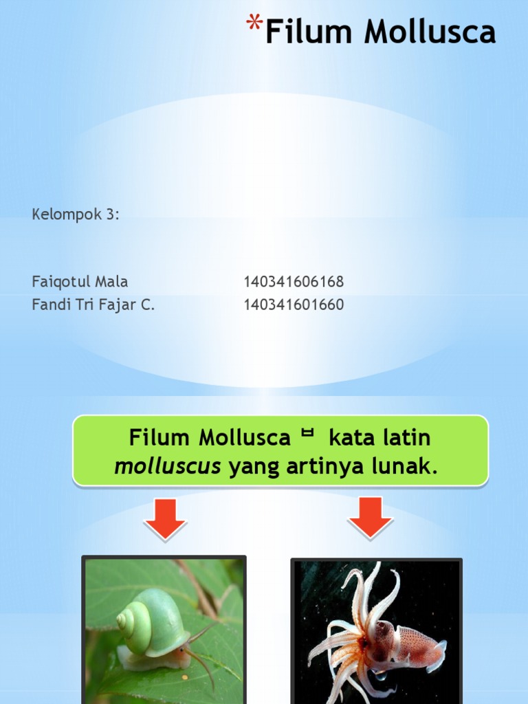 Anatomi dan Sistem Mollusca | PDF