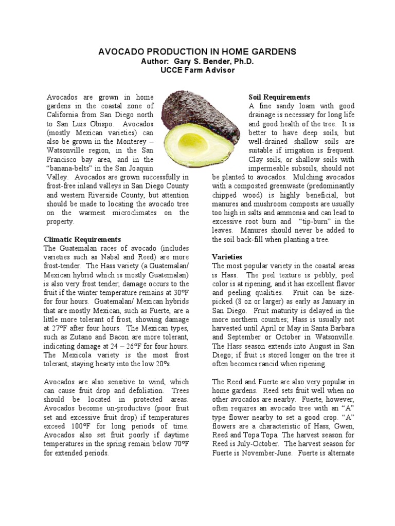 Avocado - Growing Guides | PDF | Avocado | Fertilizer