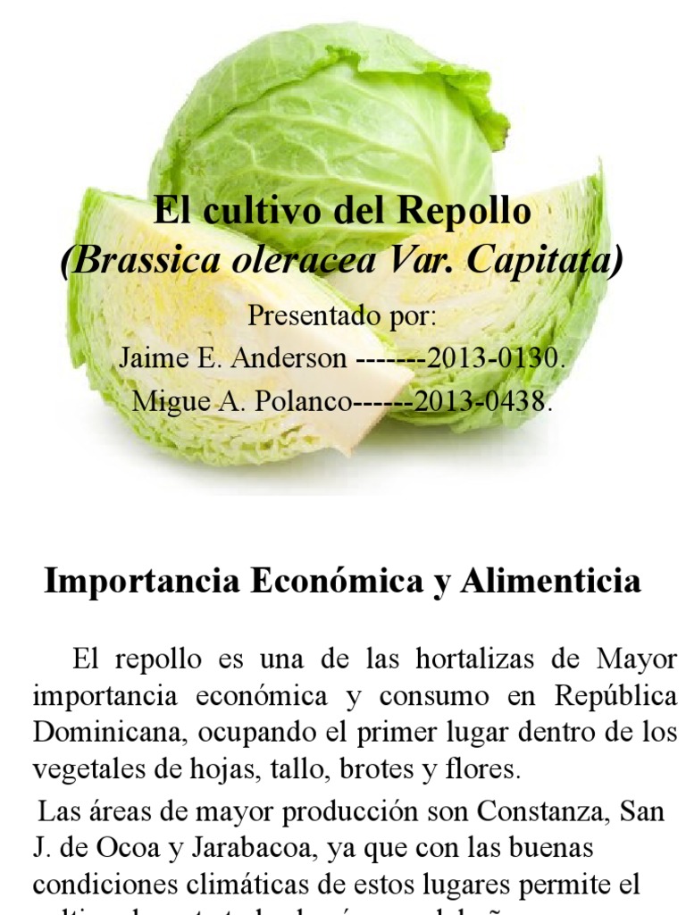 Cultivo y características del repollo | PDF | Tallo de la planta | Hoja