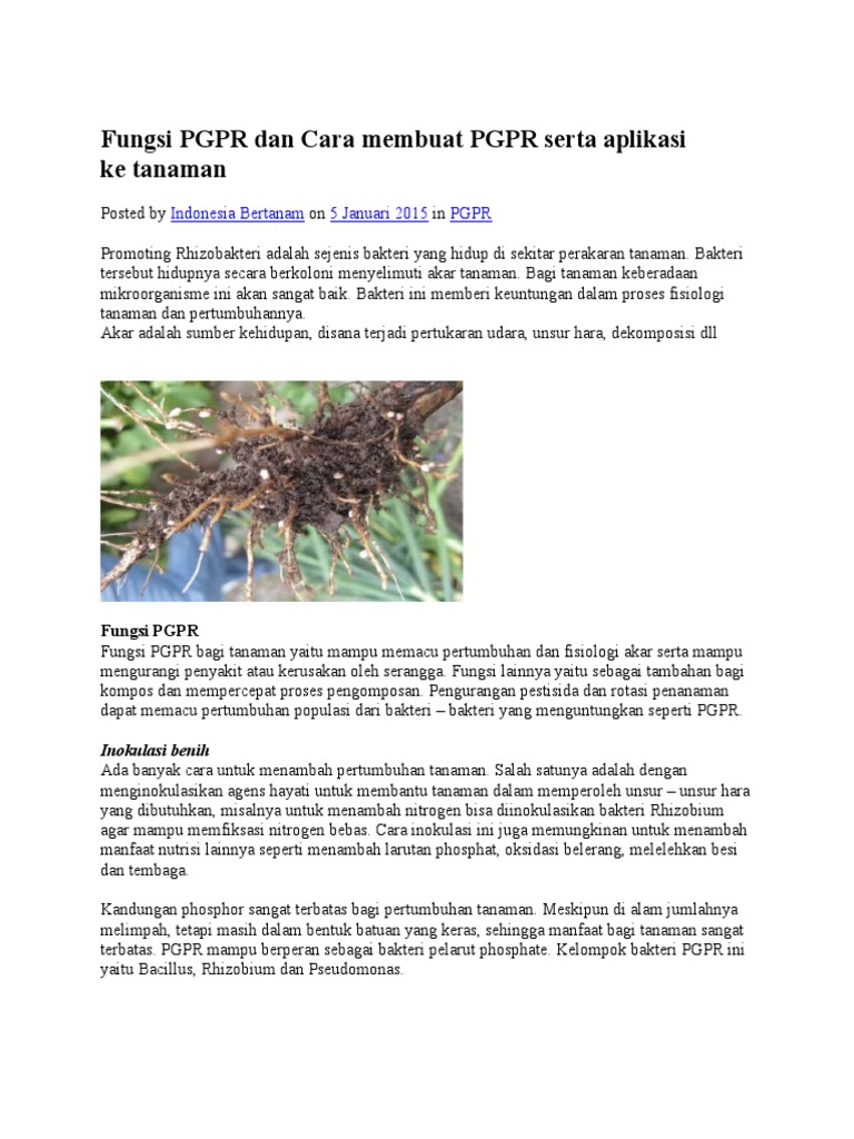 Fungsi PGPR Dan Cara Membuat PGPR Serta Aplikasi Ke | PDF