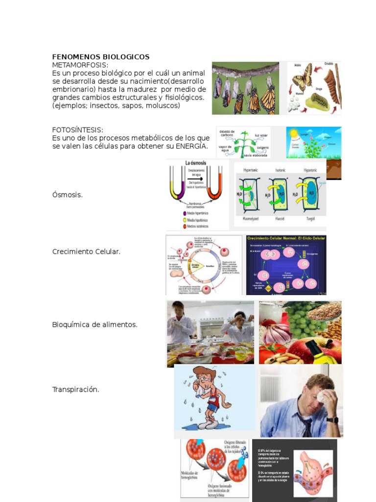 Los principales procesos biológicos y fenómenos físicos | PDF