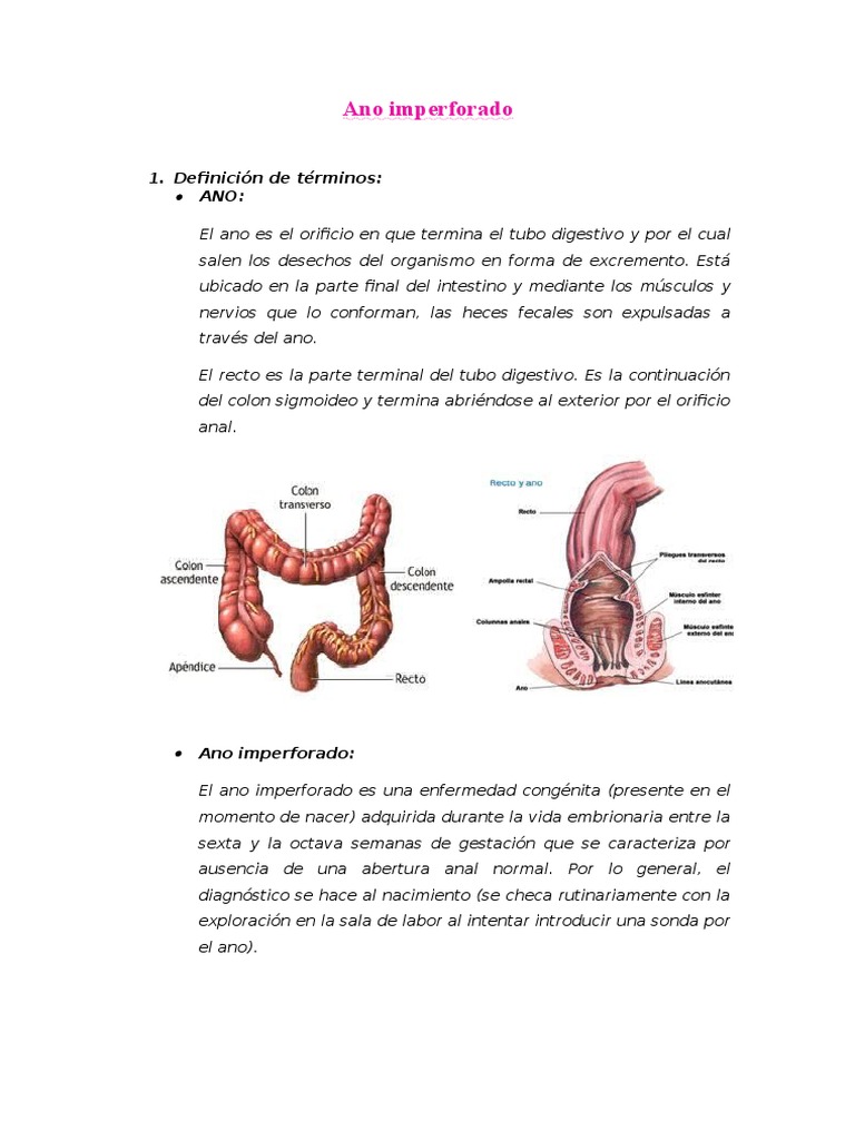 Ano Imperforado Corregido | PDF | Sistema urinario | Sistema digestivo ...