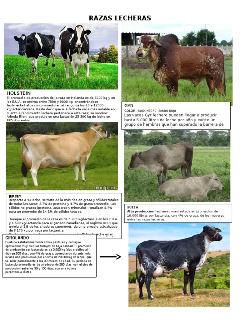 Vacas Leheras y Sus Caracteristicas