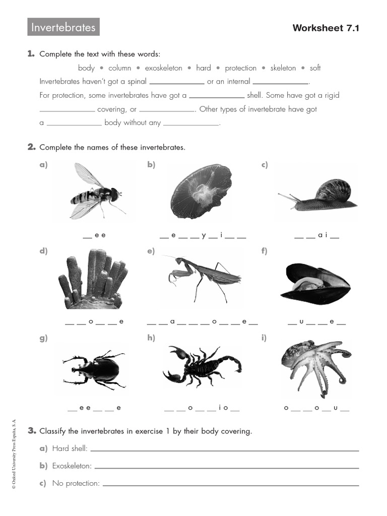 Invertebrates | PDF | Invertebrate | Skeleton
