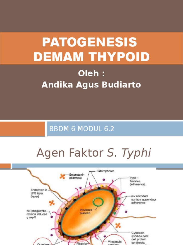 PATOGENESIS Demam Typhoid Skenario 2 BBDM 6 Modul 6.2 | PDF